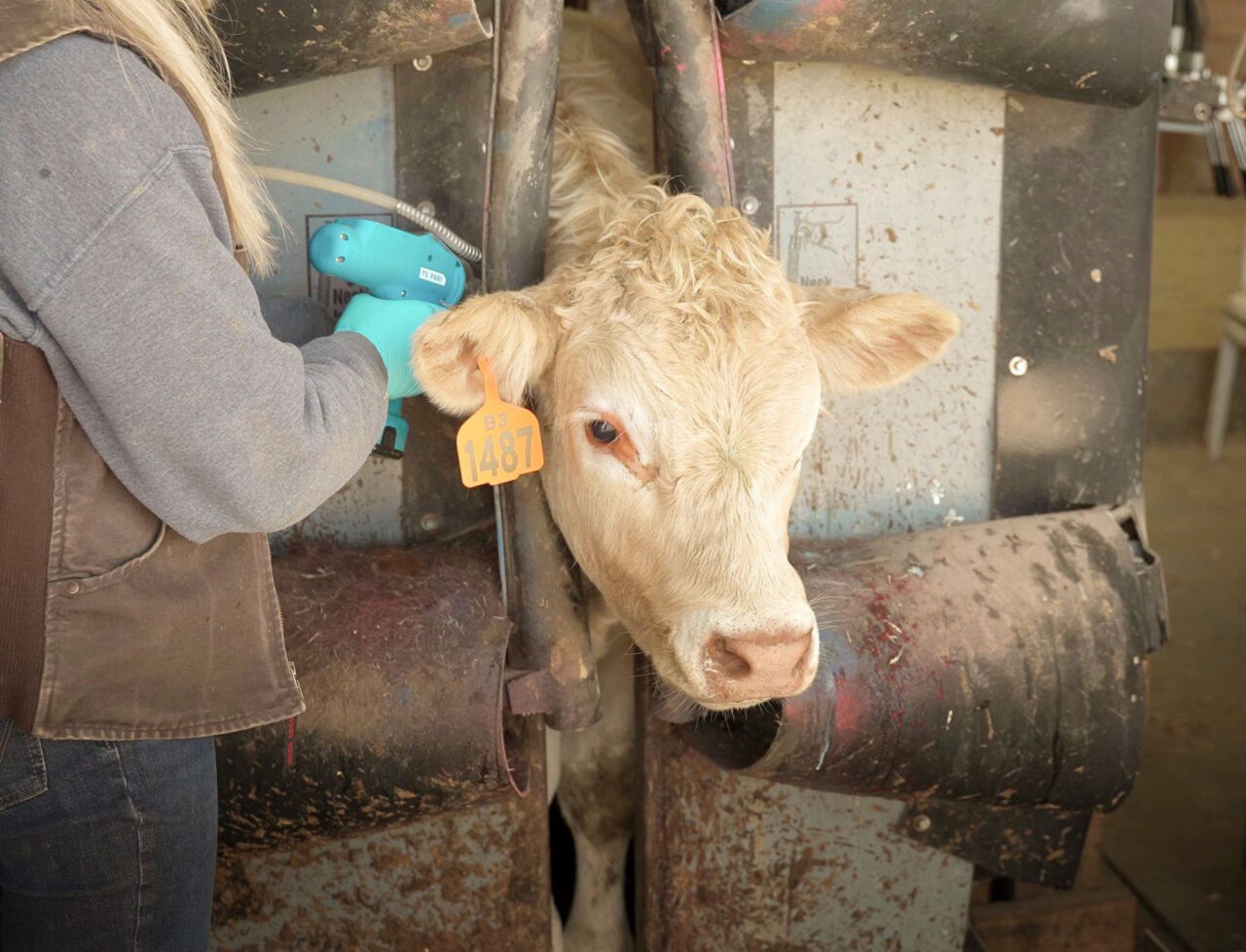 Feedlot Management Software | Cattle Feeding | Feedyard Solutions