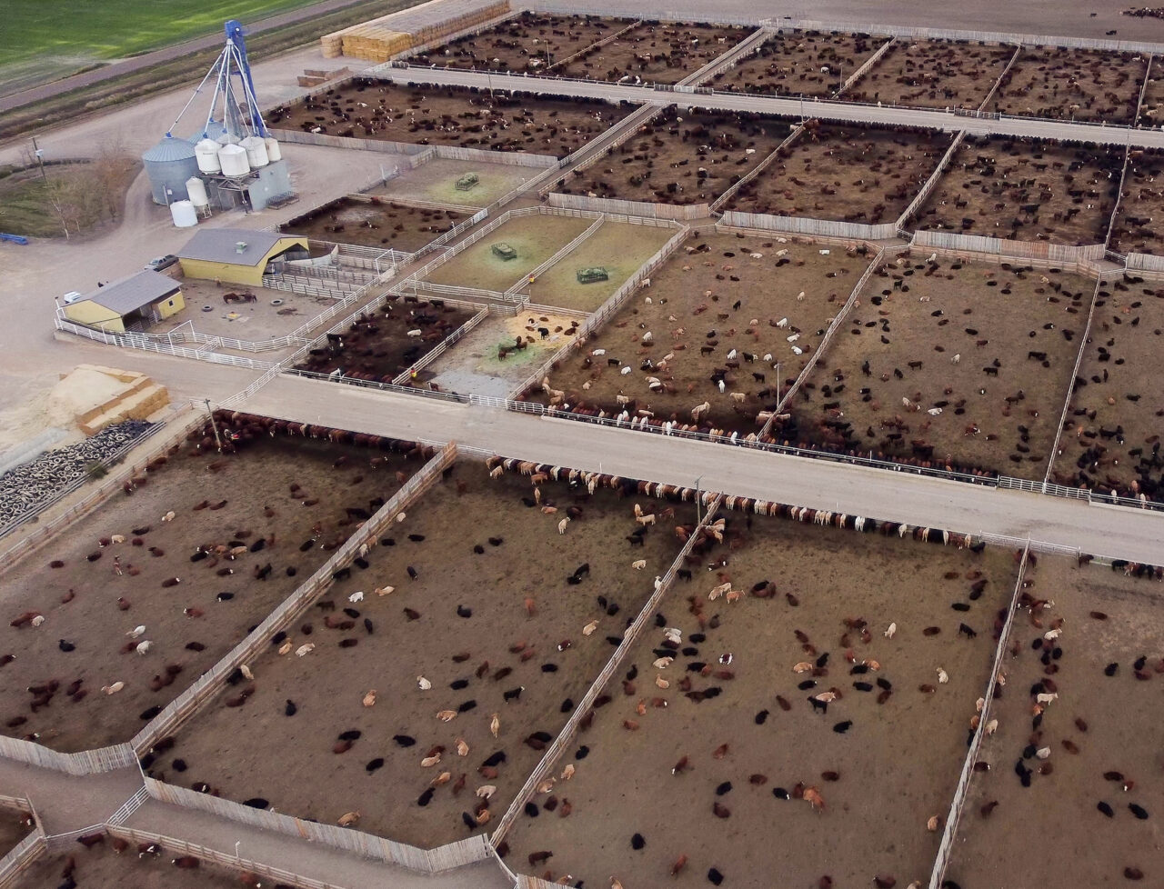 Feedlot Management Software | Cattle Feeding | Feedyard Solutions